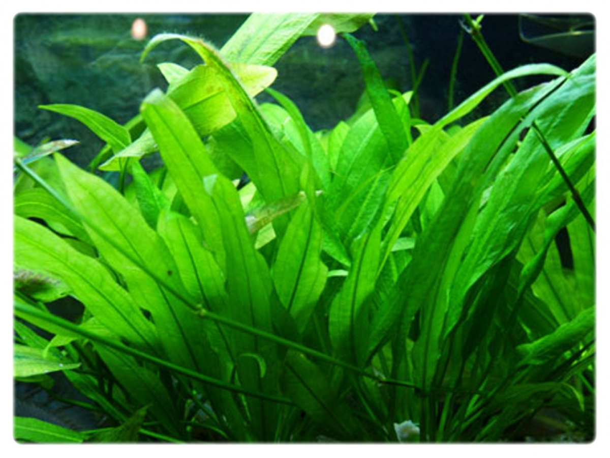 93. Echinodorus amazonicus ŻABIENICA amazonka 1szt Sklep Akwarystyczny.EU